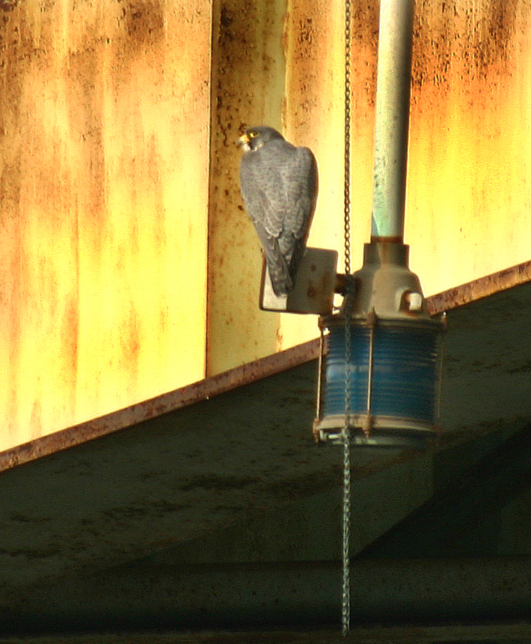 Walking into Work: Peregrine falcon - BirdCallsRadio™ | Exploring ...