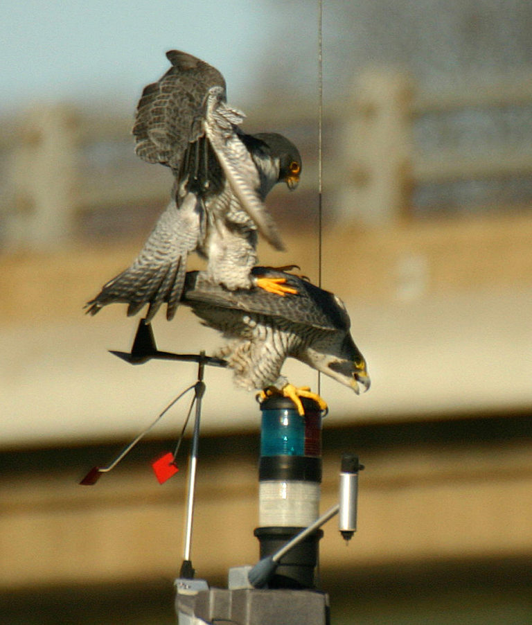 Peregrine falcon breeding activity in Norwalk - BirdCallsRadio ...
