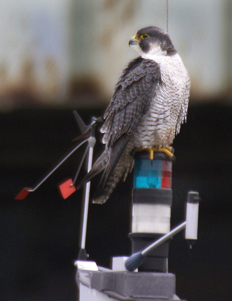 Peregrine falcon on sailboat mast; scoping out nesting site ...