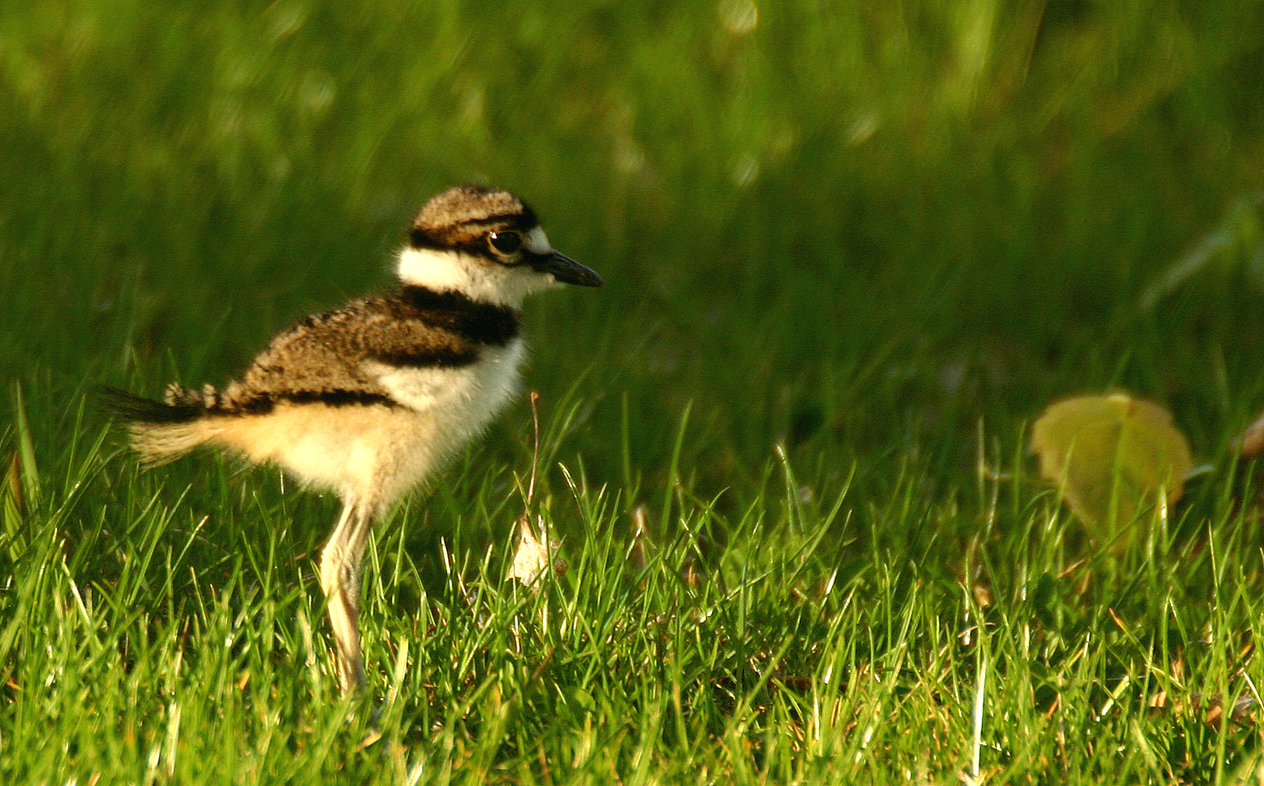 killdeer chick - BirdCallsRadio™ | Exploring birdlife around the world™