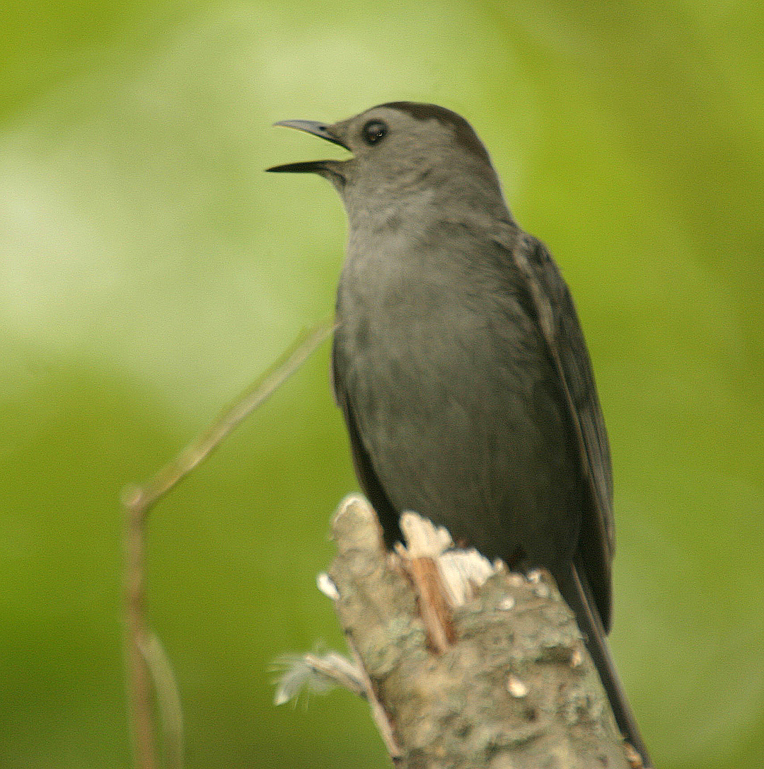 Catbird in New England. Photo by Chris Bosak - BirdCallsRadio ...