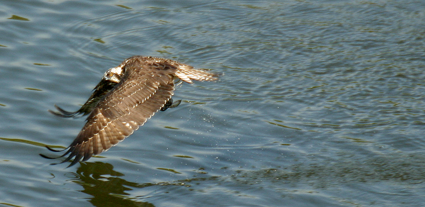 Osprey on the hunt - BirdCallsRadio™ | Exploring birdlife around the world™