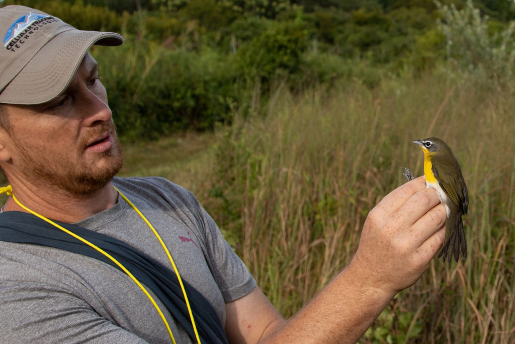 BCR 181: Wildlife Telemetry - BirdCallsRadio™ | Exploring birdlife ...