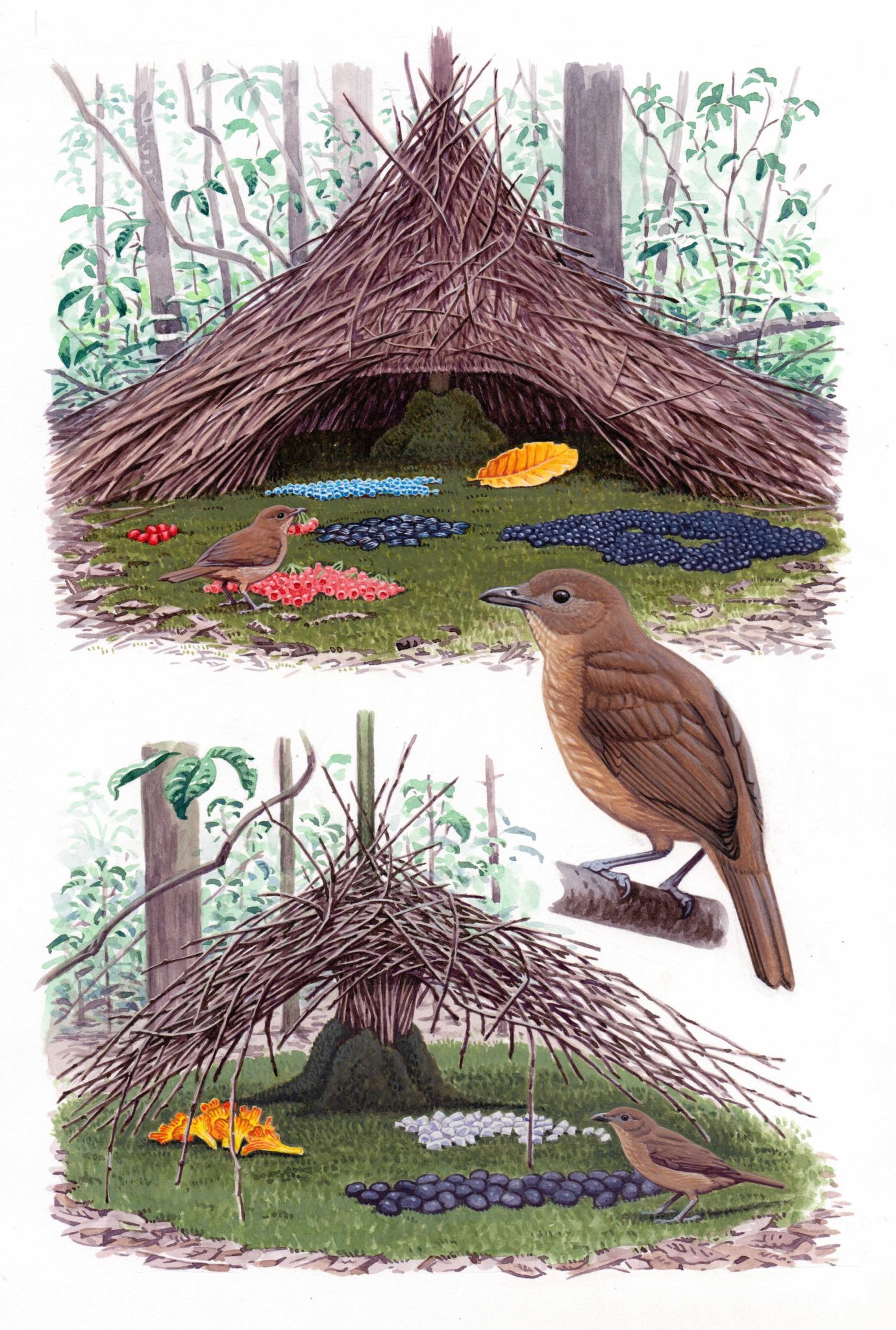 Vogelkop Bowerbird, Illustrations by ©Richard Allen Photgraphed by ©Sally Allen. All Rights Are ...
