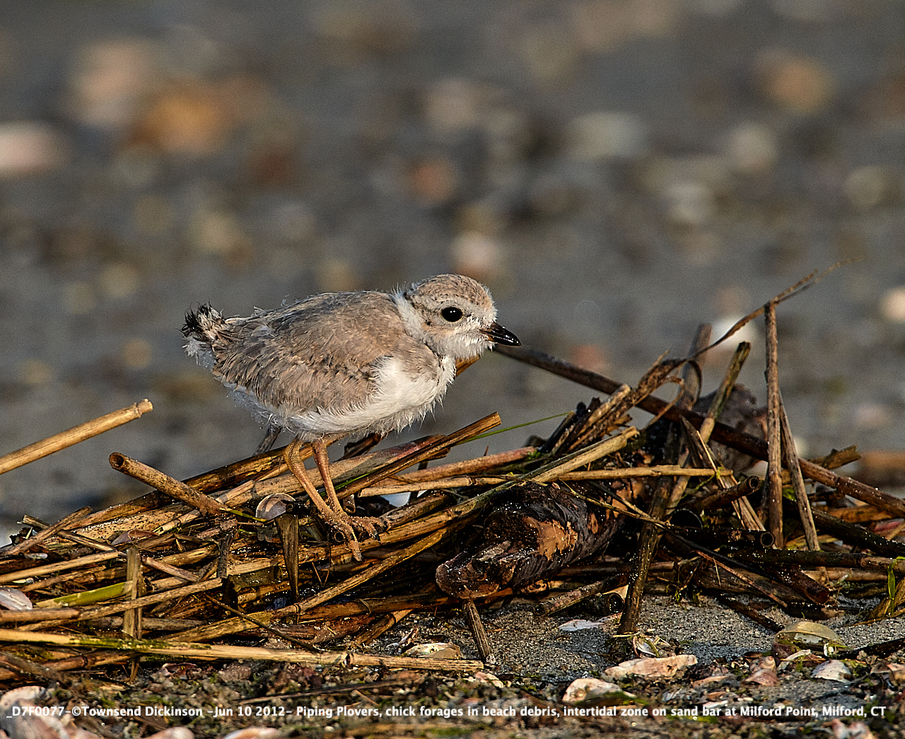 Piping Plover Chicks Foraging - BirdCallsRadio™ | Exploring birdlife ...